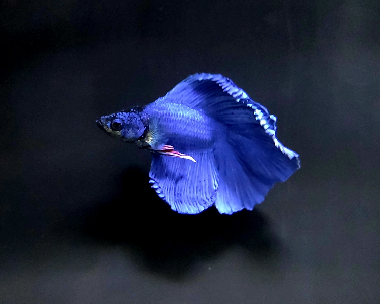 Male Half Moon Betta Siamese Fighting Fish - 4N3