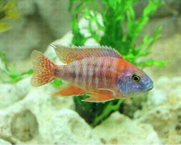 Aulonocara Red Dragon The Trop Company