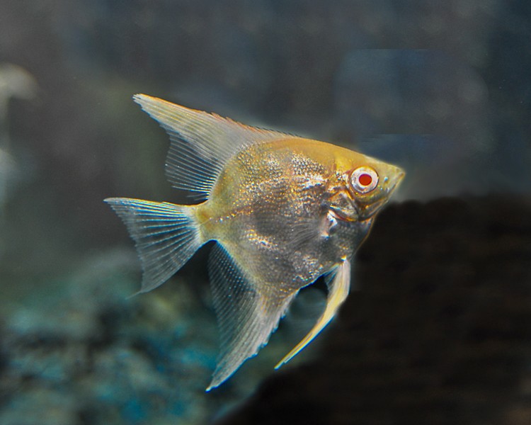 Angelfish - The Trop Company