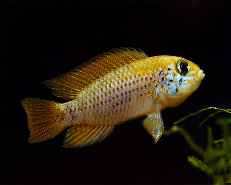 Dwarf Cichlids - The Trop Company