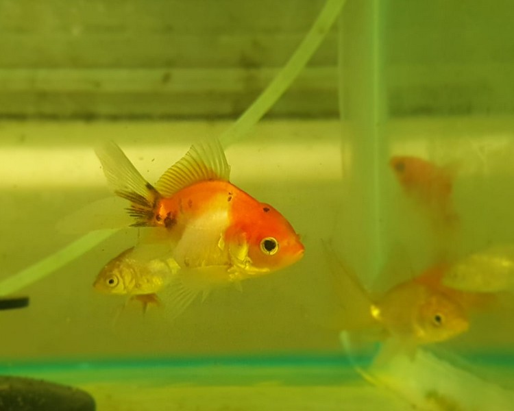 Assorted Oranda Goldfish ~ 3cm - 5cm