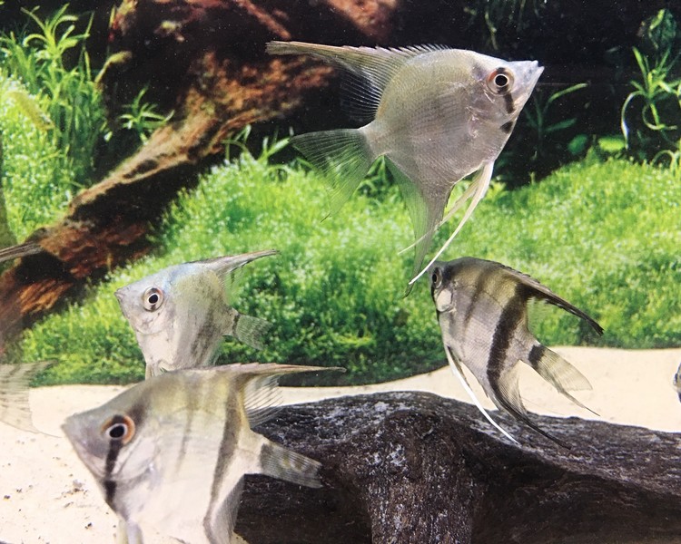 Angelfish - The Trop Company