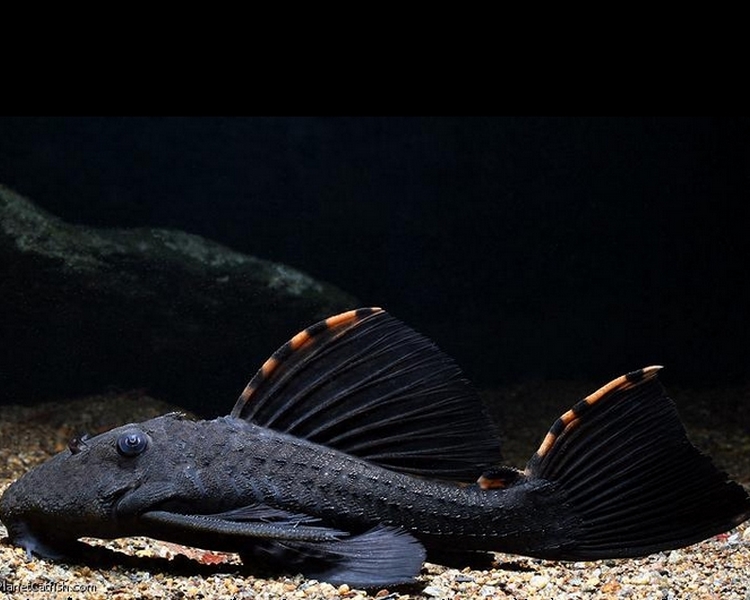 L Number Plecos - The Trop Company