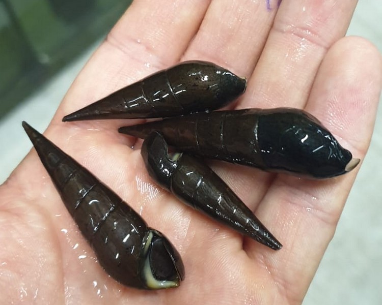 Invertebrates Frogs and Snails - The Trop Company