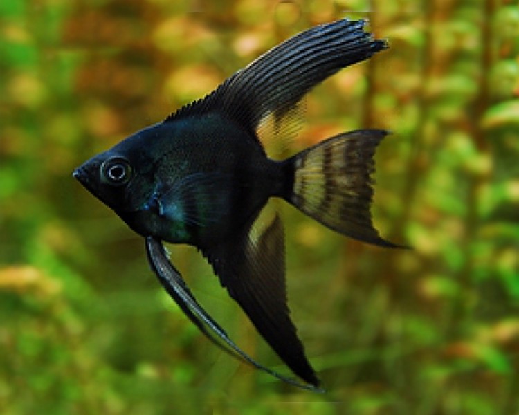 Angelfish - The Trop Company