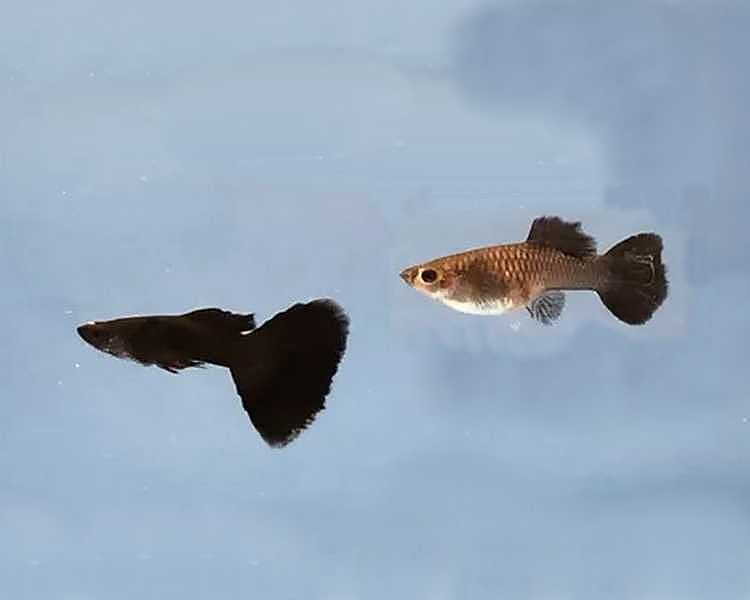 Guppy Pairs - The Trop Company