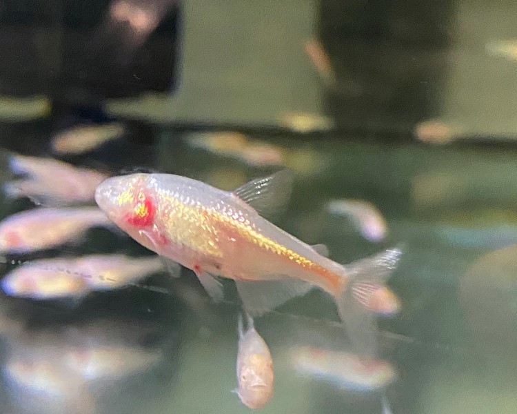 Blind Cave Fish - Astyanax Jordani The Trop Company