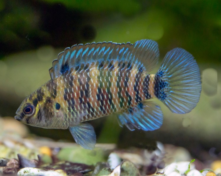 Dwarf Blue Badis ~ 3cm