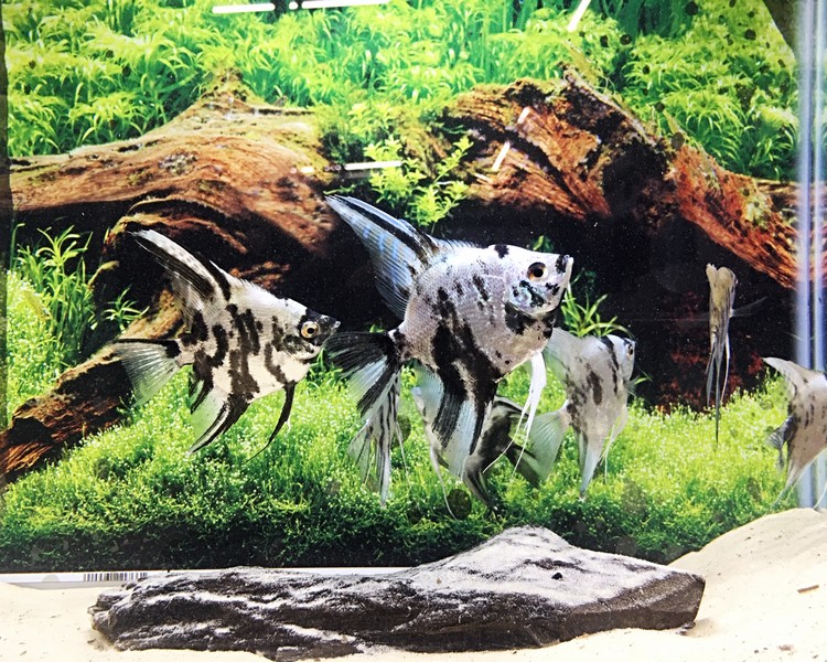 Blue Marble Angel - Pterophyllum Scalare The Trop Company