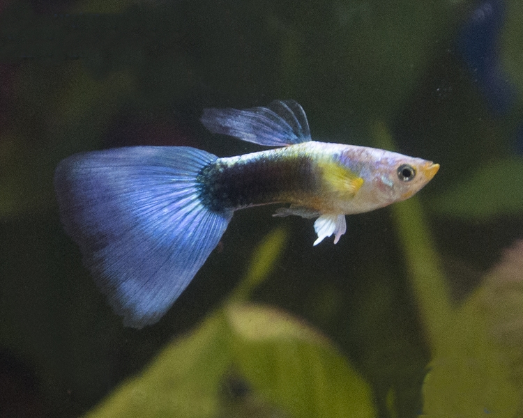 Blue Cobra Guppy Poecilia Reticulata The Trop Company