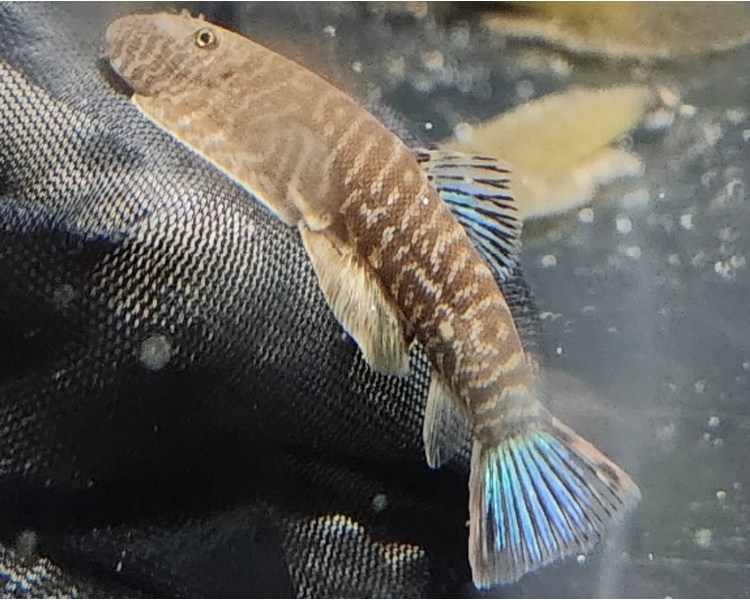 Blue Zebra Borneo Loach ~ 4-5cm
