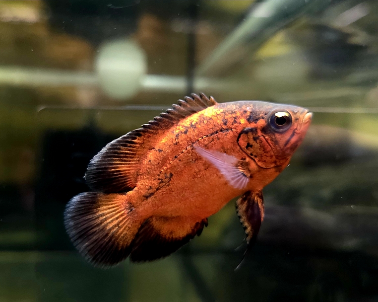 What is new!! - The Trop Company