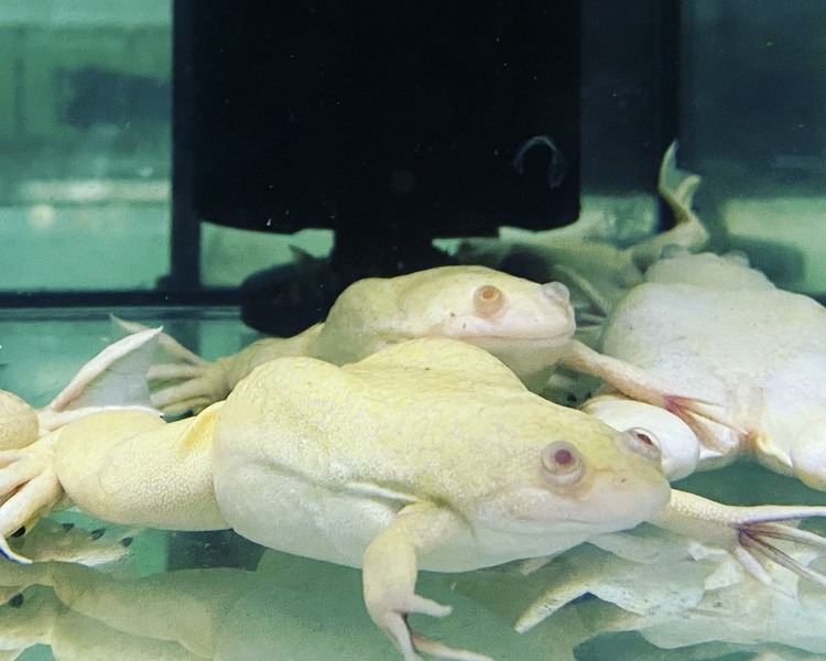 Albino African Clawed Frog Xenopus laevis The Trop Company