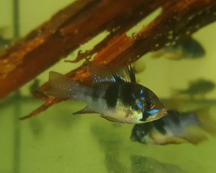 German Black Rams - Mikrogeophagus Ramirez The Trop Company