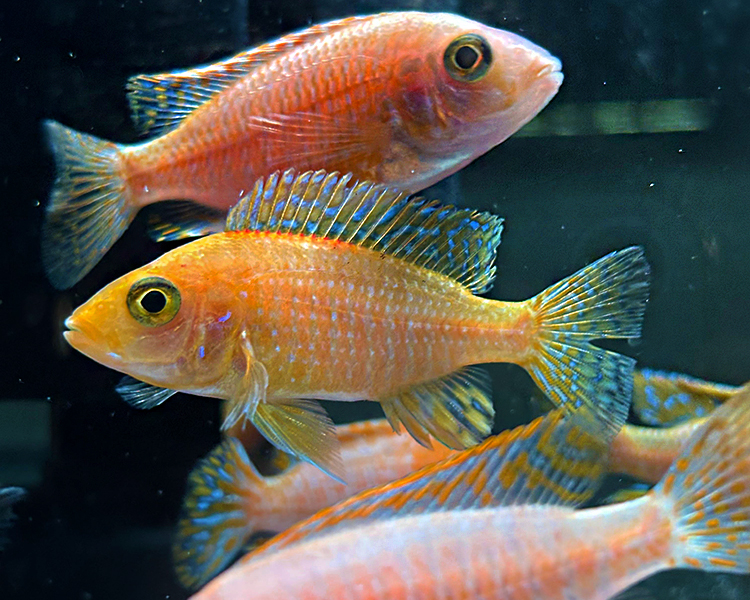 Aulonocara jacobfreibergi The Trop Company