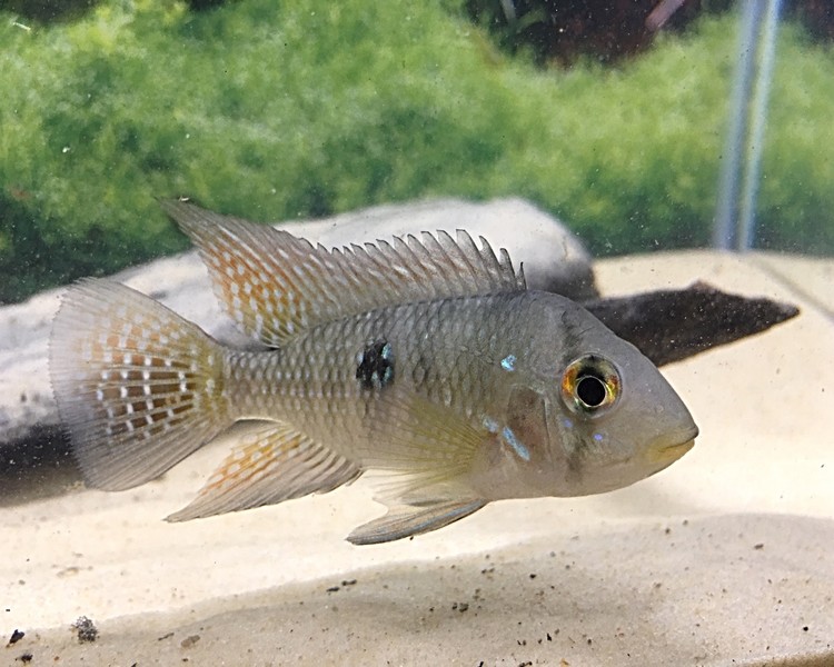 Thorichthys Ellioti ~ 6cm