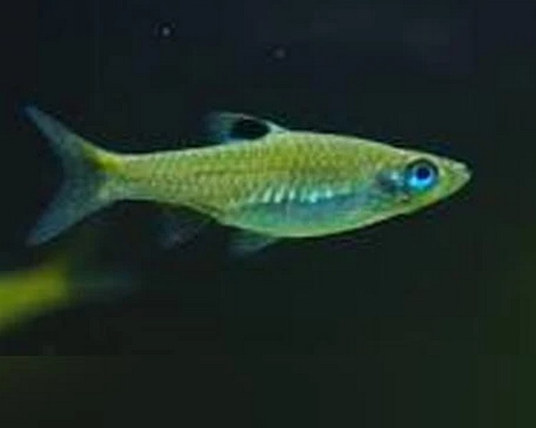 Emerald Dwarf Rasbora - Celestichthys erythromicron The Trop Company