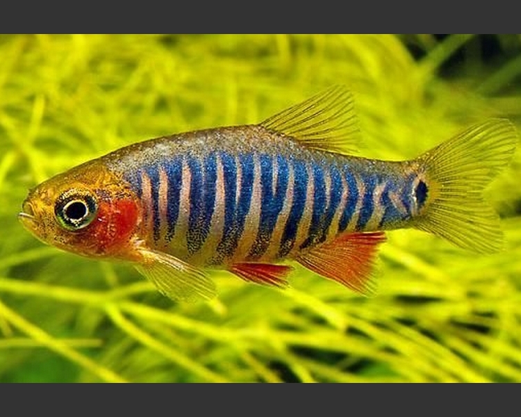 Emerald Dwarf Rasbora - Celestichthys erythromicron The Trop Company