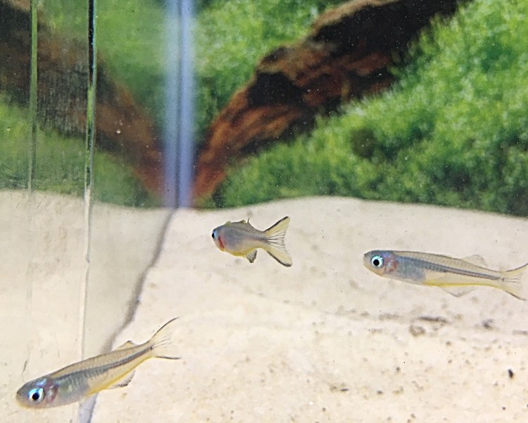 Forktail Rainbow Fish ~ 1cm