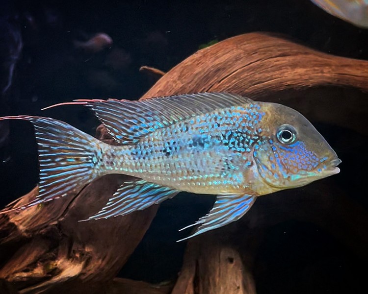 Geophagus Mirabilis F1 UK Bred 3-5cm