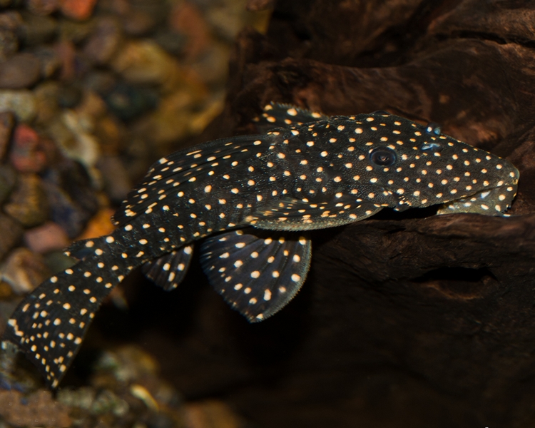L Number Plecos - The Trop Company