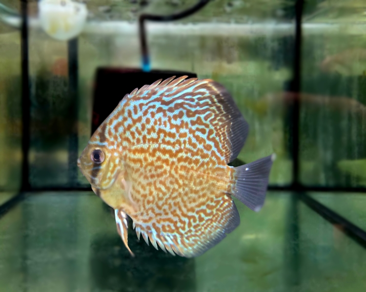 Discus - The Trop Company