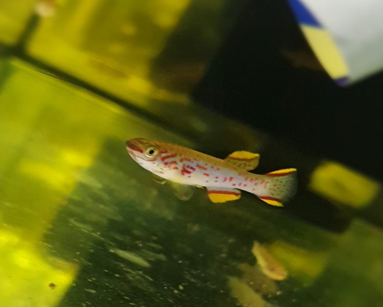 Rainbow Killifish The Trop Company