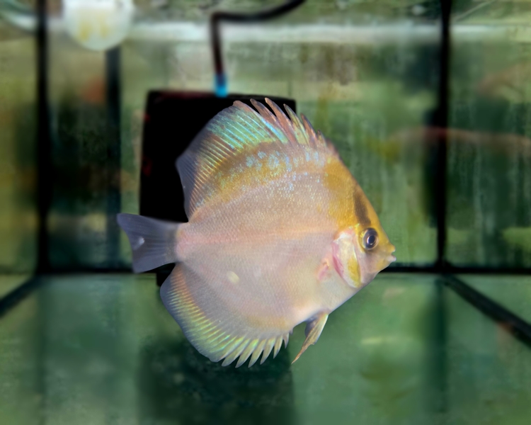 Discus - The Trop Company