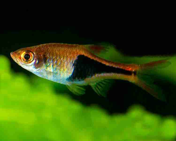 Glowlight Rasbora - Trigonostigma hengeli The Trop Company