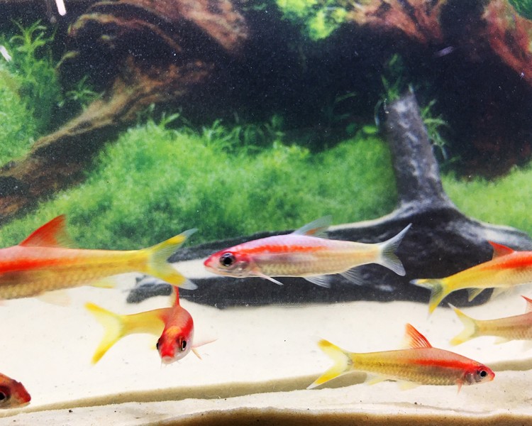 Gold Denison Barb - Sahyadria denisonii The Trop Company