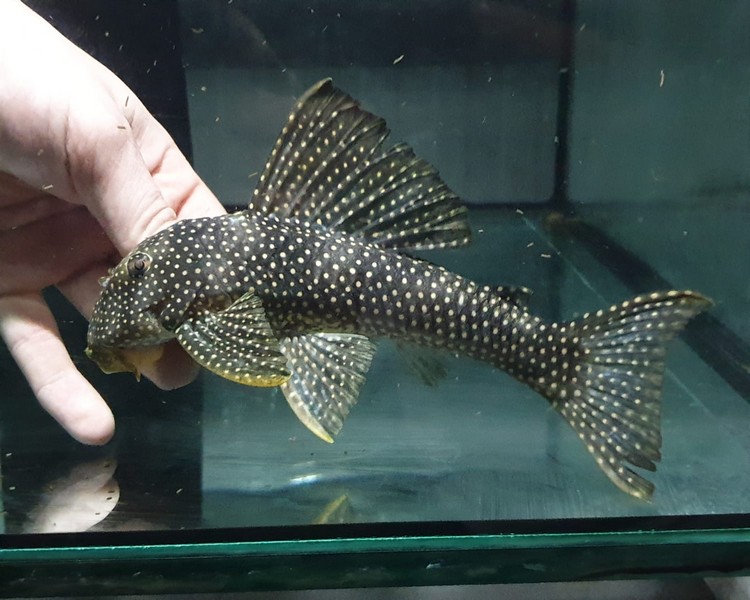 L Number Plecos - The Trop Company