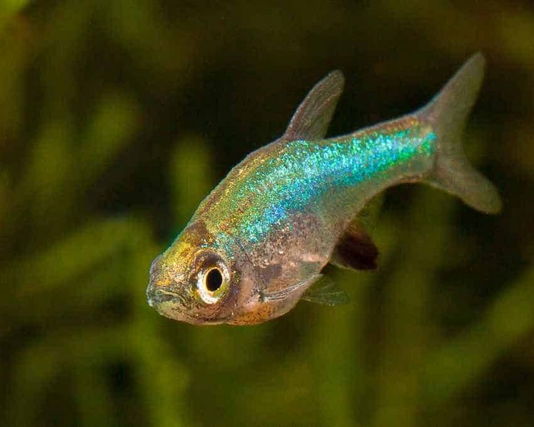 Neon Green Rasbora - Sundadanio Axelrodi The Trop Company