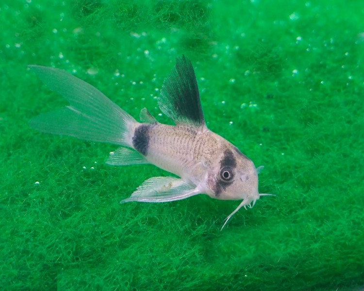 Corydora - The Trop Company