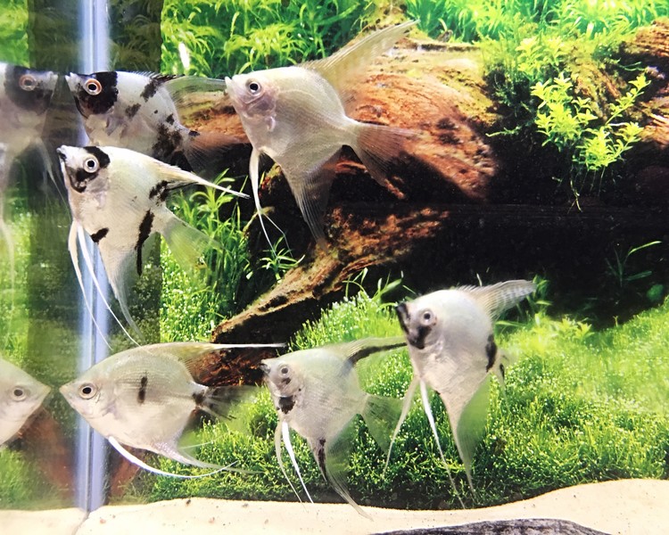 Angelfish - The Trop Company