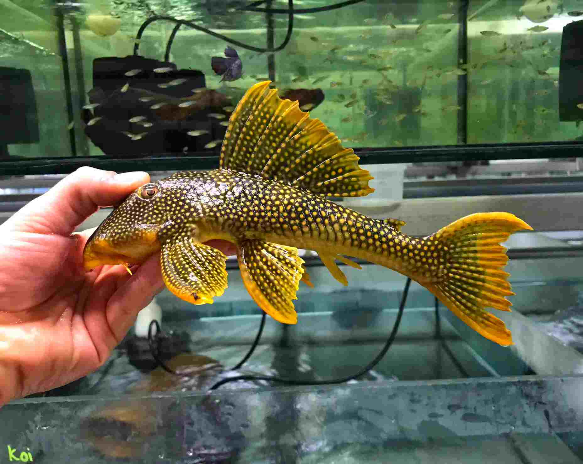 L Number Plecos - The Trop Company