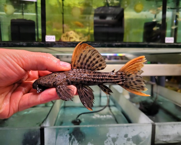 L Number Plecos - The Trop Company