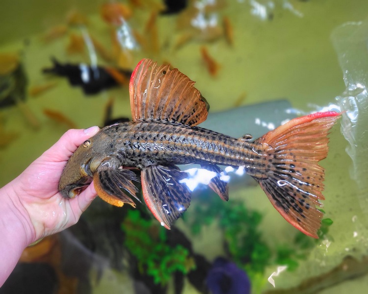 L Number Plecos - The Trop Company