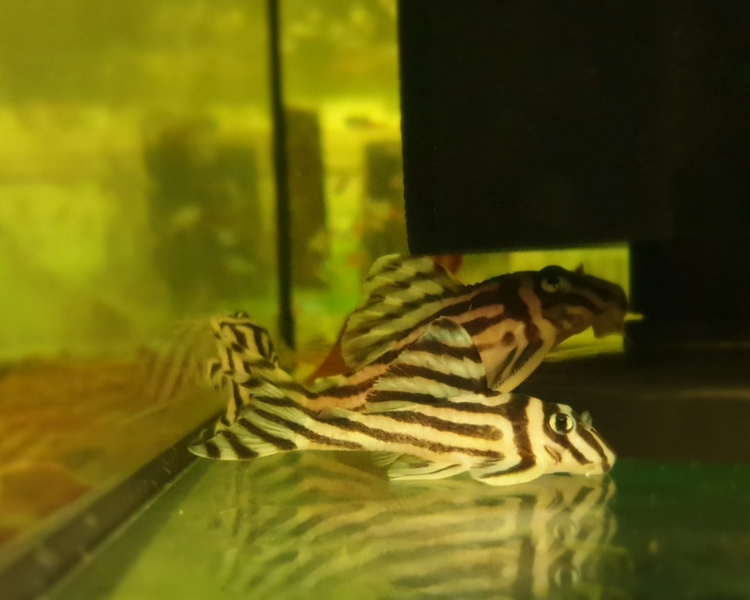 Zebra Pleco - L046 ~ Breeding Size