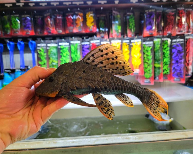 Prize Competitions - The Trop Company