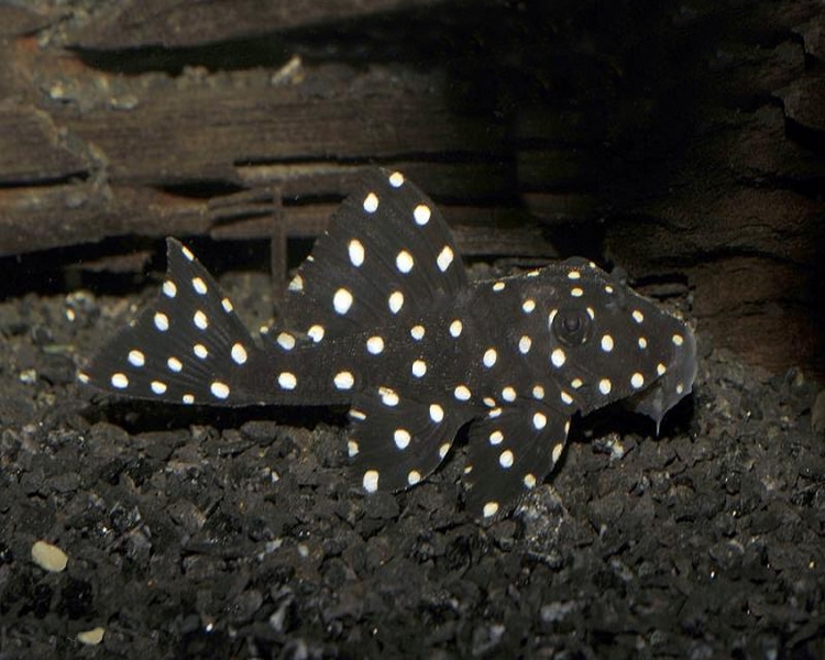 White Spot Snowball Pleco L142 ~ 5-6cm