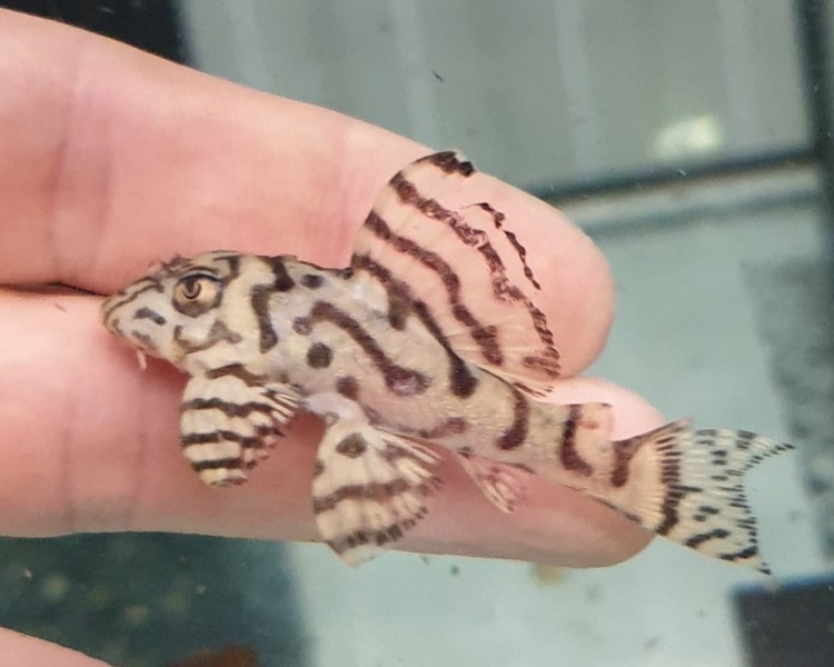 Hypancistrus sp. L236 The Trop Company