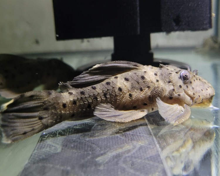 L Number Plecos - The Trop Company