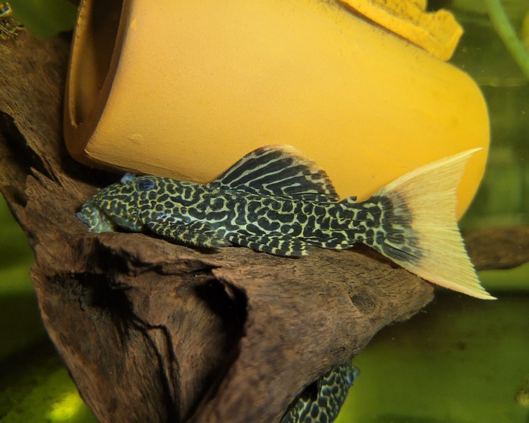 L Number Plecos - The Trop Company