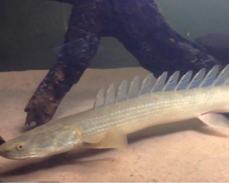 Polypterus Lapradei Bichir ~ 7-8cm