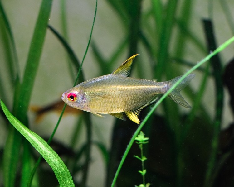 Lemon Tetra - Hyphessobrycon Pulchripinnis The Trop Company