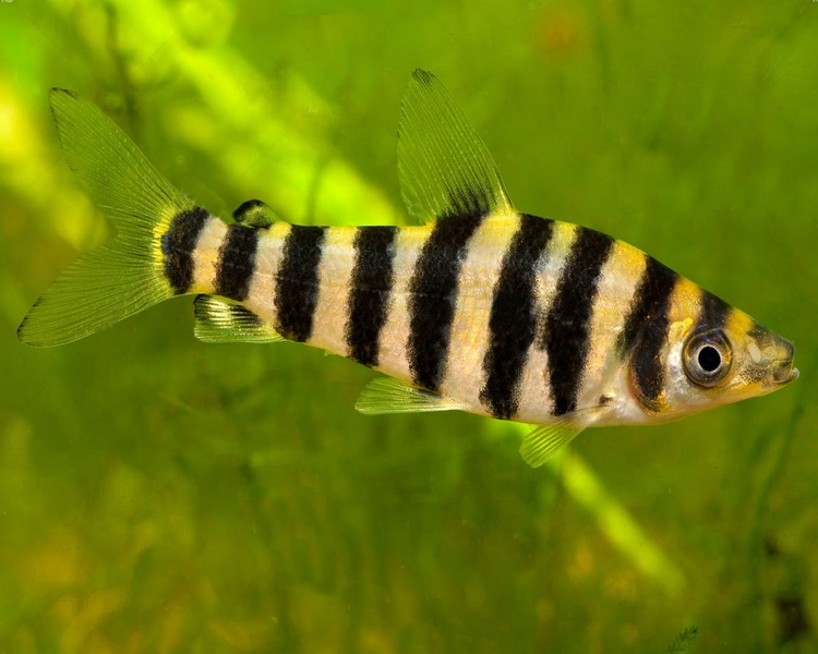 Banded Headstander ~ 4cm - 5cm