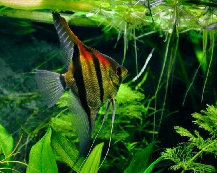 Manacapuru Super Red Angel - Pterophyllum Scalare The Trop Company