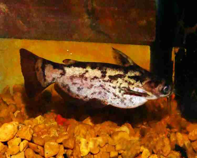 Mottled Wood Catfish Megalechis Thoracata The Trop Company