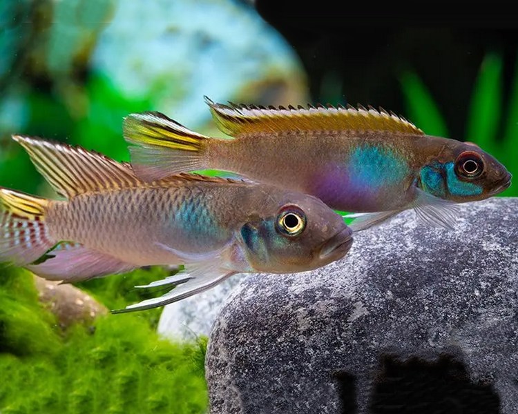 Cyphotilapia Frontosa The Trop Company