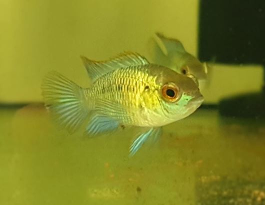 Neon Blue Acara - Aequidens Pulcher The Trop Company